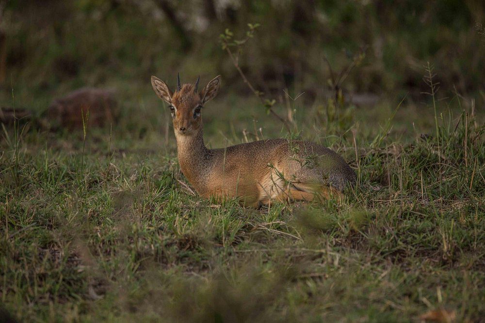 Ol Kinyei Conservancy - Masai Mara | Area Guide For Visitors