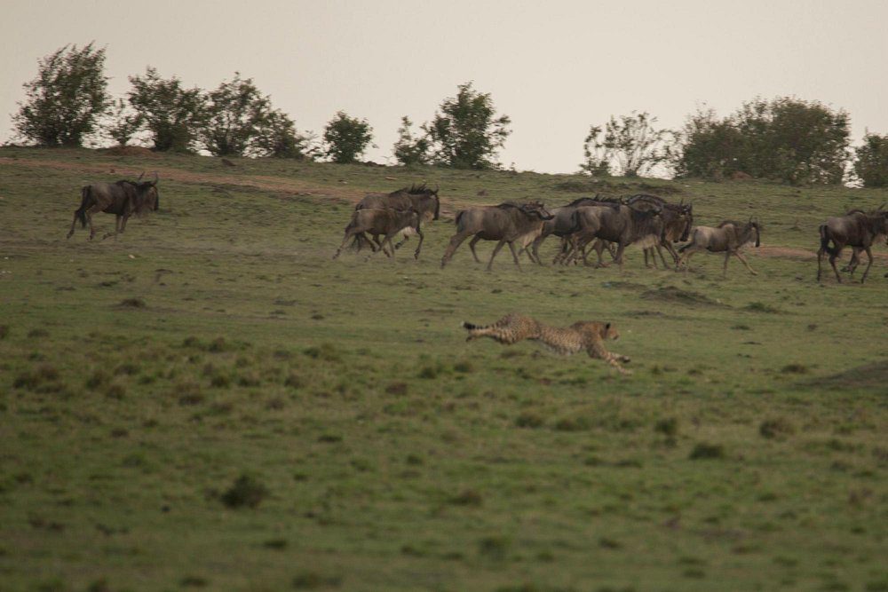 Ol Kinyei Conservancy - Masai Mara | Area Guide For Visitors