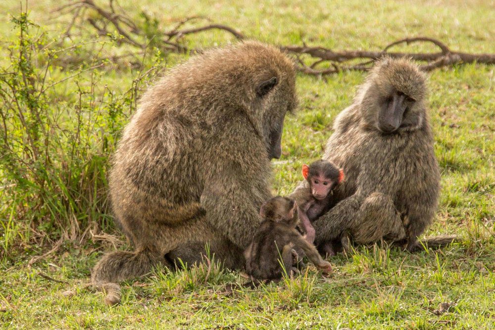 Ol Kinyei Conservancy - Masai Mara | Area Guide For Visitors