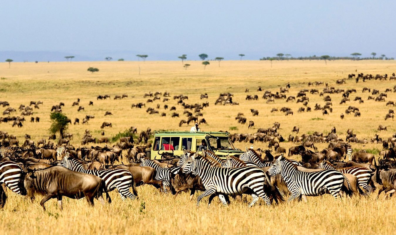 Game Drives - Cost And How To Book 2025 | 2026 - Cheetah Safaris
