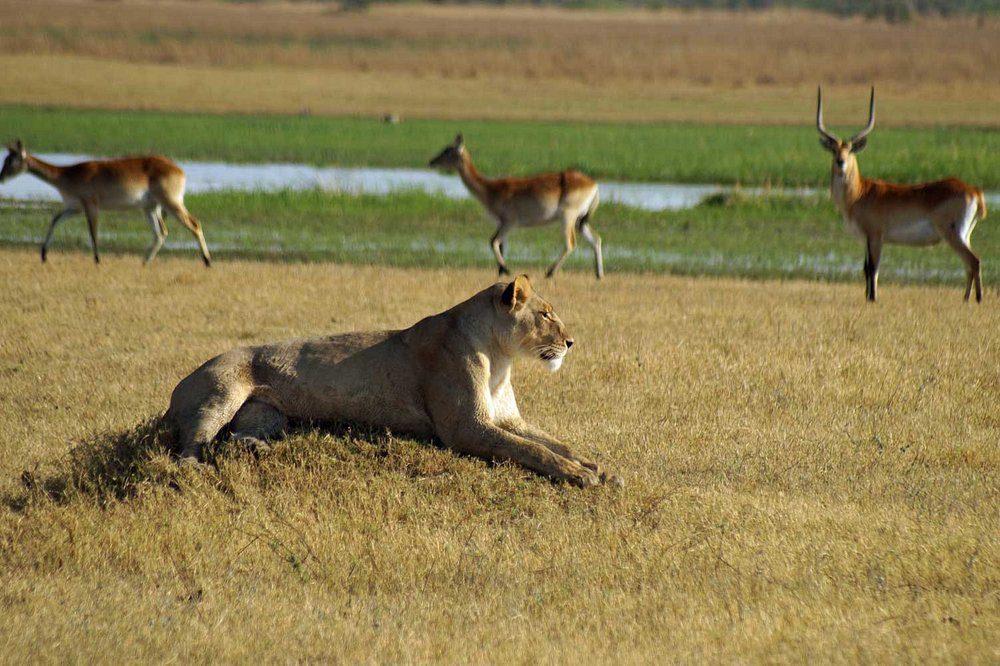 Moremi Game Reserve - Best Time To Visit - 2025 | 2026