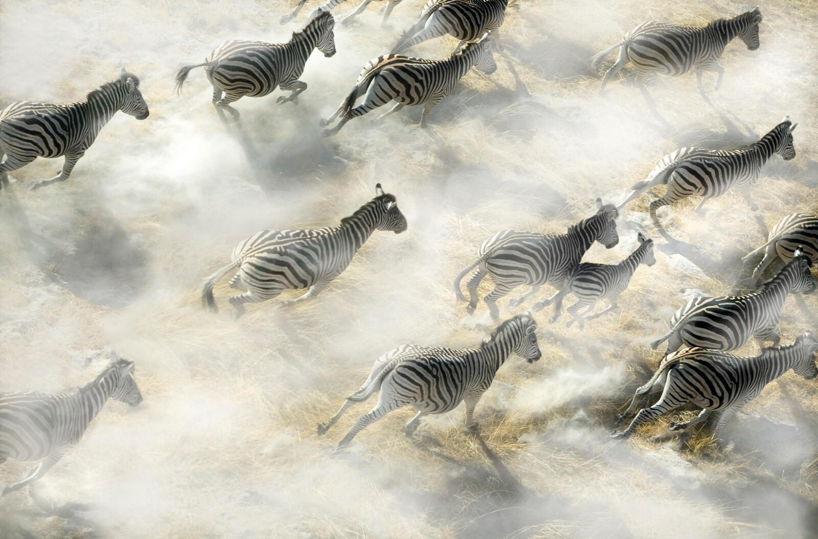 The Great Zebra Migration: A Majestic Journey Across Africa 2025 ...