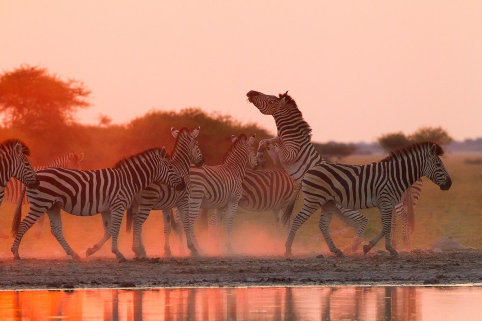The Great Zebra Migration: A Majestic Journey Across Africa 2025 ...