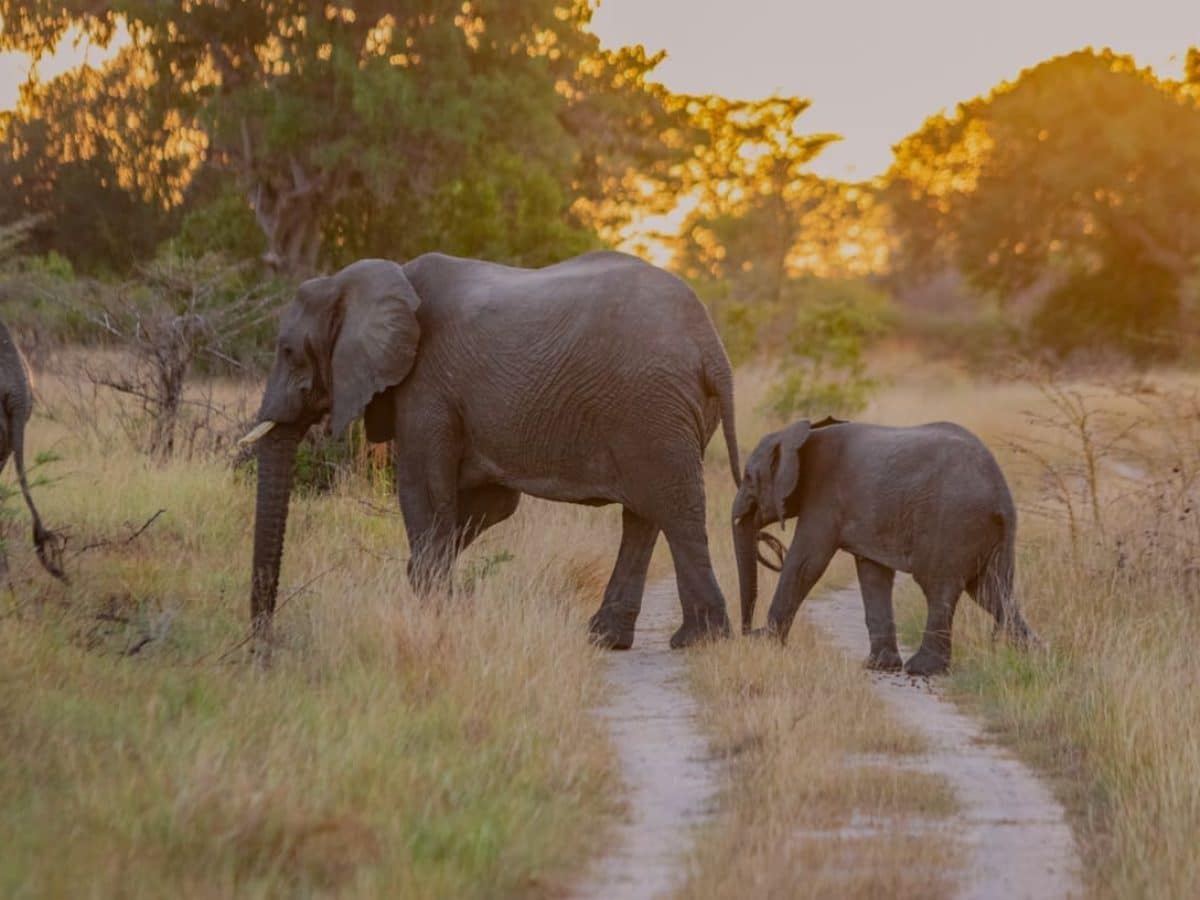 Saadani National Park - When To Visit - Cheetah Safaris