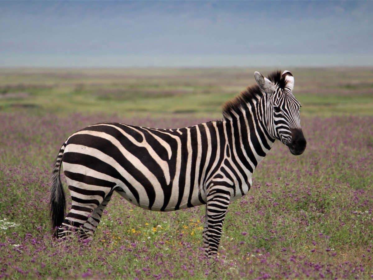 Kitulo National Park - Best Tourist Guide 2024