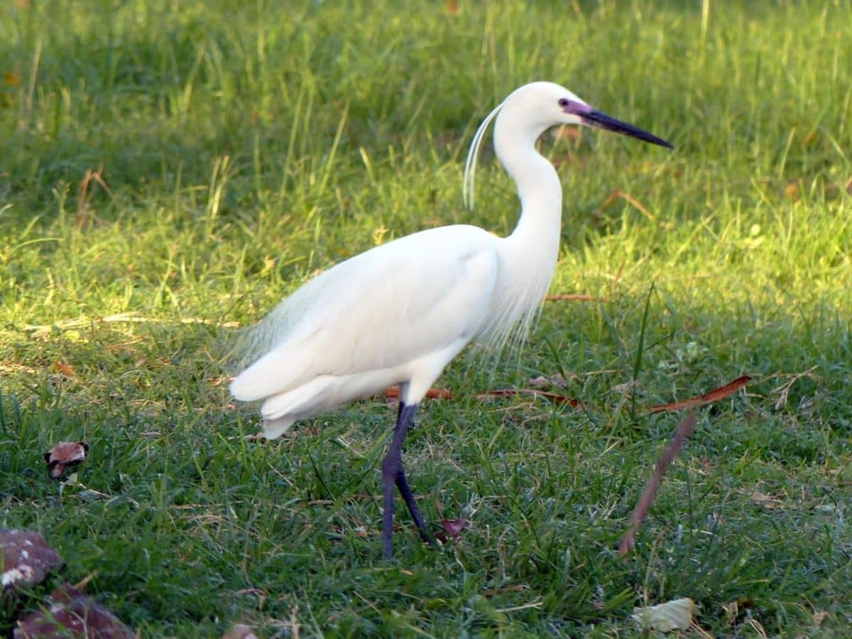 Ndere Island National Park - Best Tourist Guide 2024