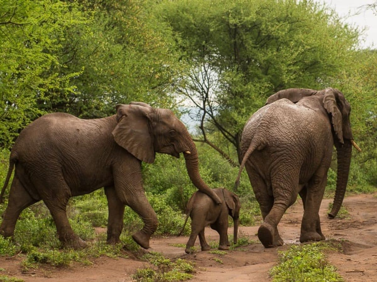 Rimoi National Reserve - When To Visit - Cheetah Safaris