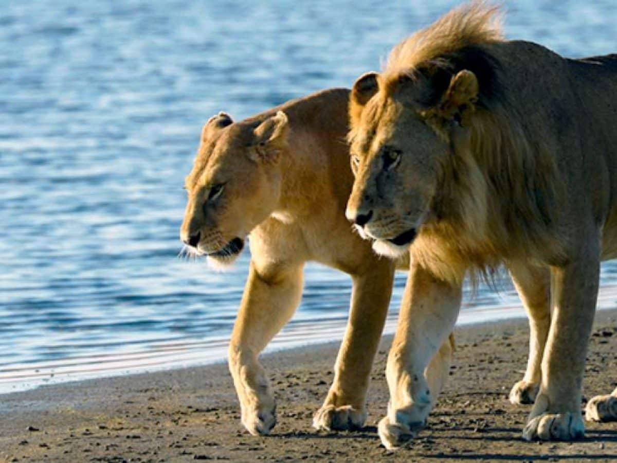 Saadani National Park - When To Visit - Cheetah Safaris